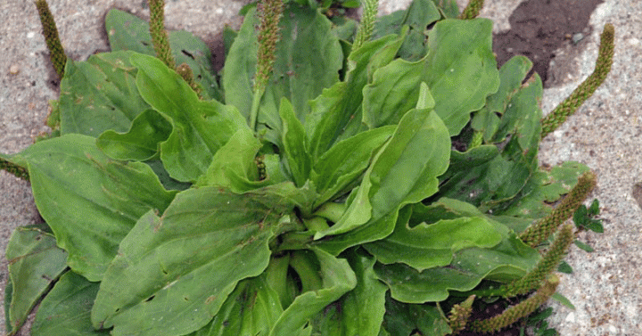 Llantén: la planta que confundimos con maleza tiene múltiples ...